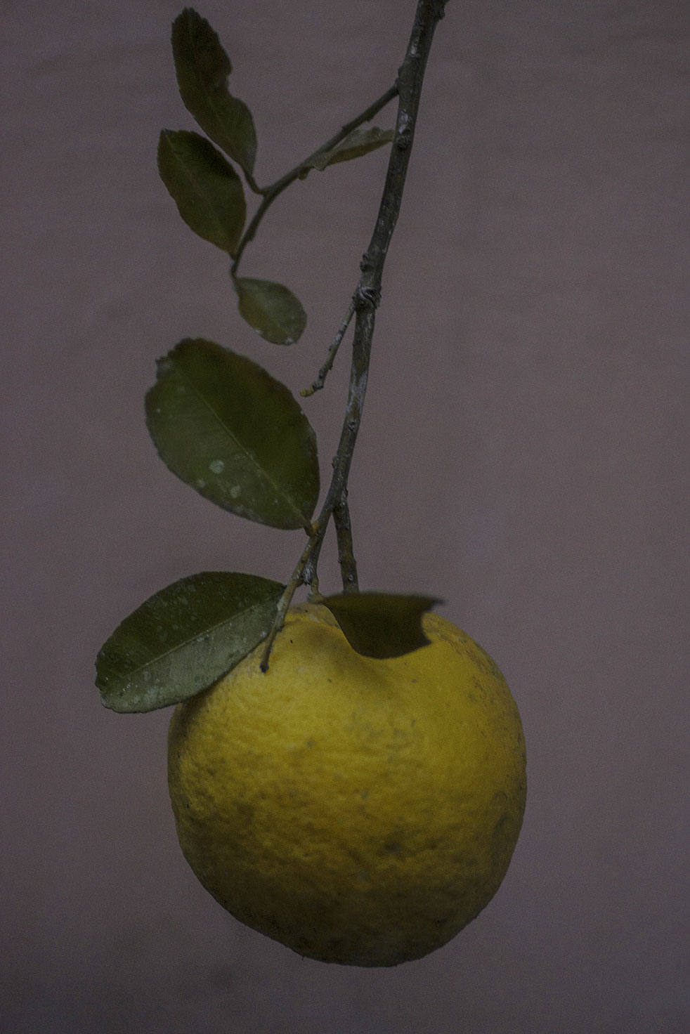 Transparency - Love For Life